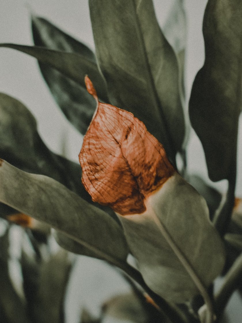 Crocal Design Studio